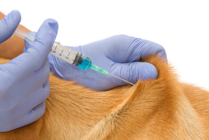 Closeup Vet Giving Injection the Dog Stock Image - Image of mammal ...