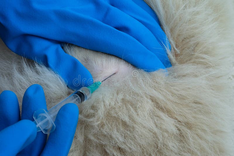 Vet Giving an Injection To a Crossbreed Dog Stock Photo - Image of ...