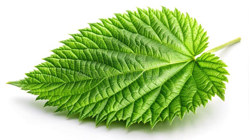 Closeup of a Vibrant Fresh Hop Leaf Isolated on White for Brewing or ...