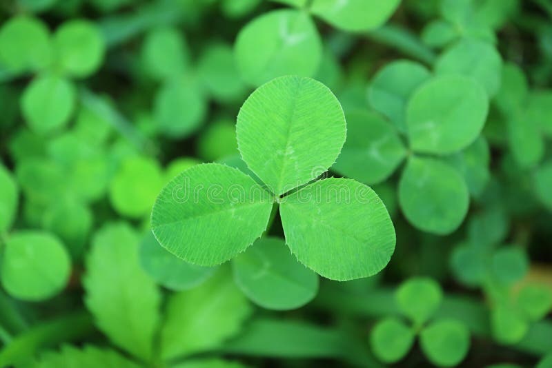 180 Trinity Clover Stock Photos - Free & Royalty-Free Stock Photos from ...