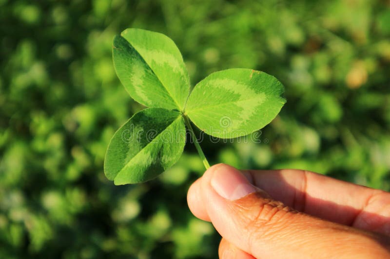 Vibrant Green Three-leaf Clover in Hand with Blurry Clover Field in the ...