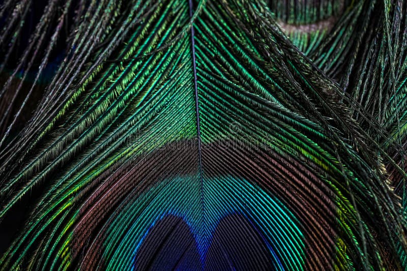 Closeup of Vibrant Texture of a Peacock S Tail Stock Image - Image of ...