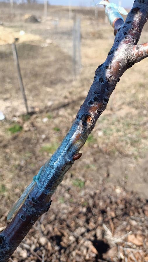 The Process of Sap Flow Occurring on a Tree Branch during the Spring ...