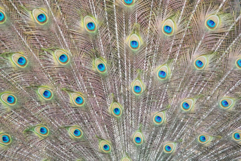 Closeup of Wild Indian Blue Peafowl with Open Feather Stock Photo ...