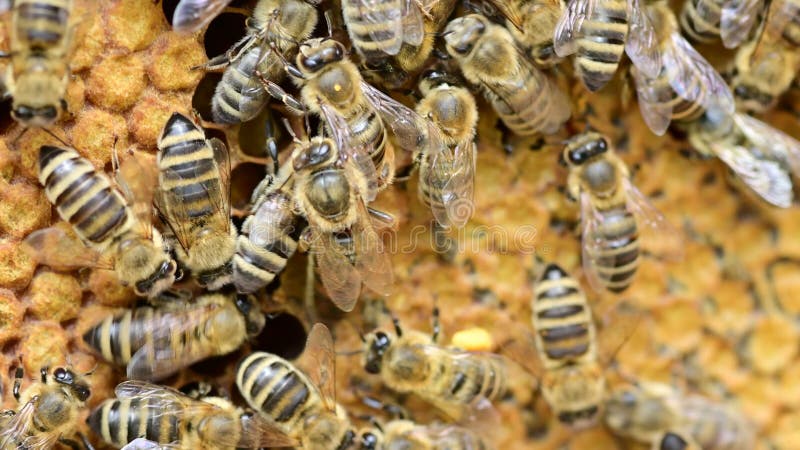 Closeup Video of a Forest Brook Stock Video - Video of body ...