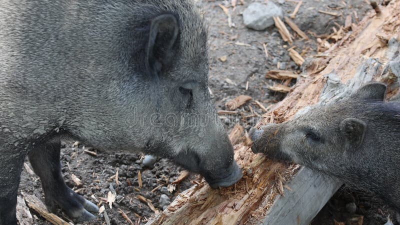 Closeup Video of a Grey Wild Boar and Its Child Gnawing on a Log Stock ...