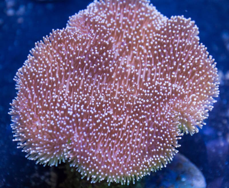 Pink toadstool stock image. Image of fall, grass, toadstool - 10799609