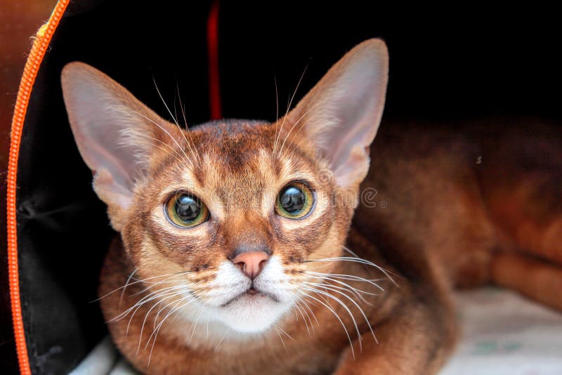 Closeup View at a Broad-tailed Hummingbird Drinking Nectar from Feeder ...