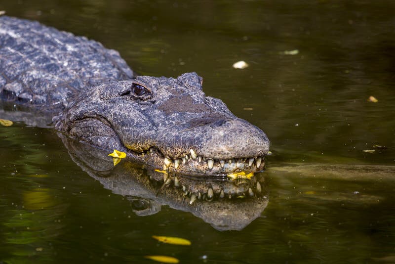 Alligator stock photo. Image of river, mouth, head, jungle - 169447586