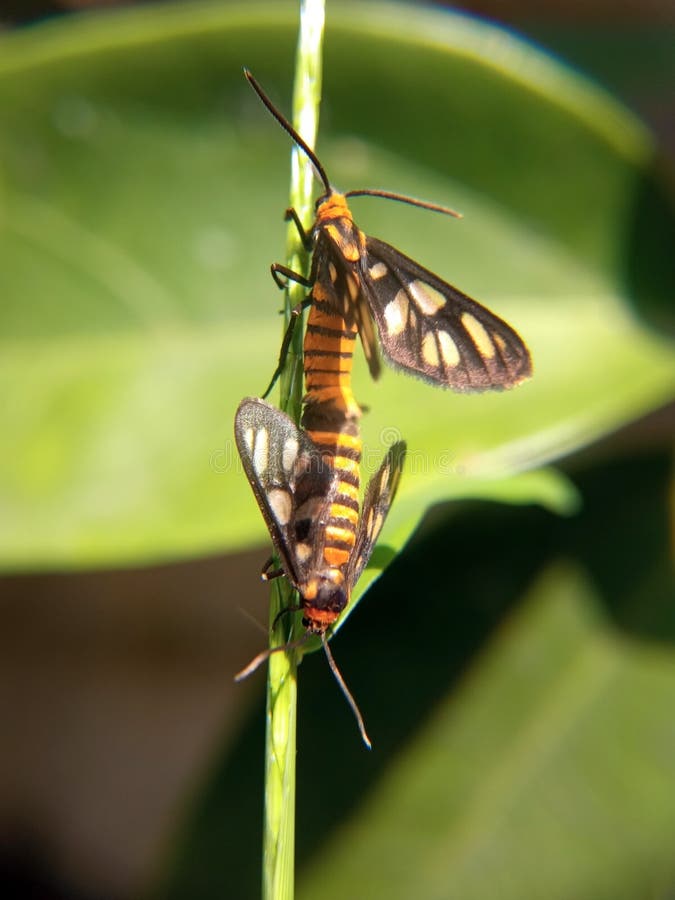 Amata Huebneri or Commonly Known As the Wasp Moth Stock Photo - Image ...