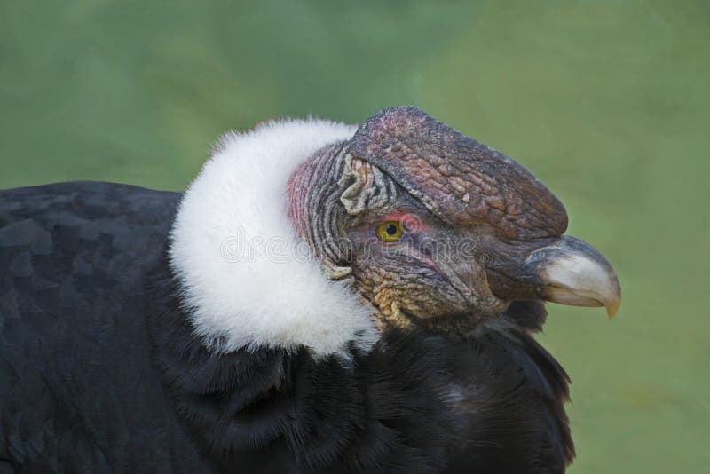 Closeup View of an Andean Condor on the Ground Stock Image - Image of ...