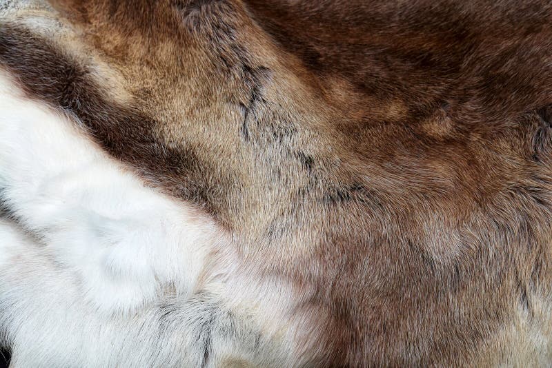 Closeup View of an Animal Fur Texture Stock Photo - Image of brown ...