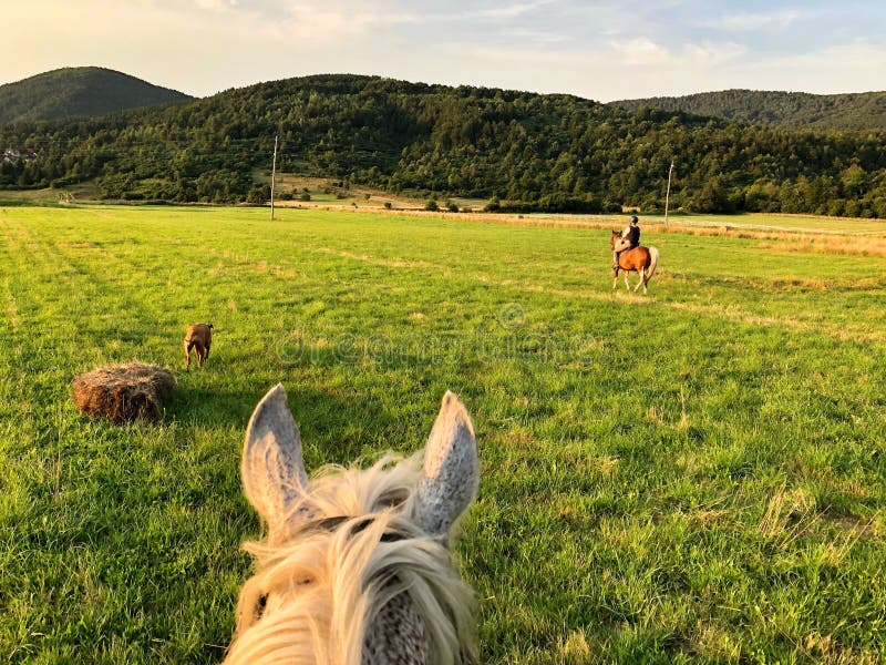 Closeup View of the Back of a White Horse in a Field Stock Photo ...