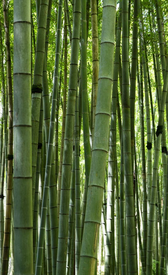 Closeup View of Bamboo Stalks Stock Image - Image of chinese, wood ...