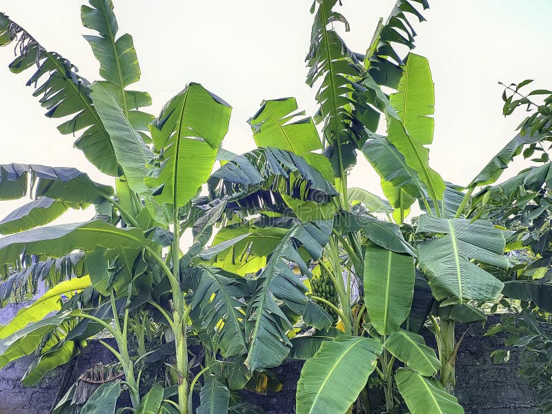 Closeup View of Banana Trees with Banana Clusters Stock Image - Image ...