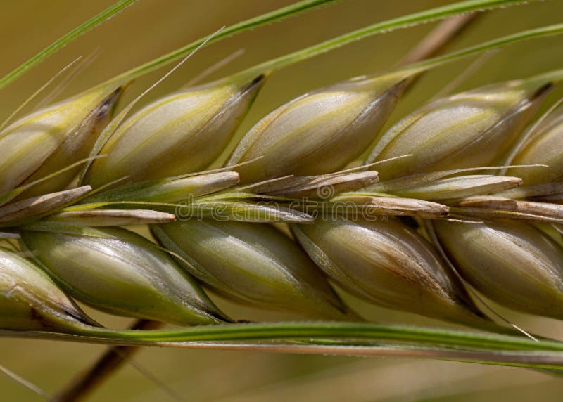 Closeup View of a Barley Plant Stock Image - Image of growth, grain ...