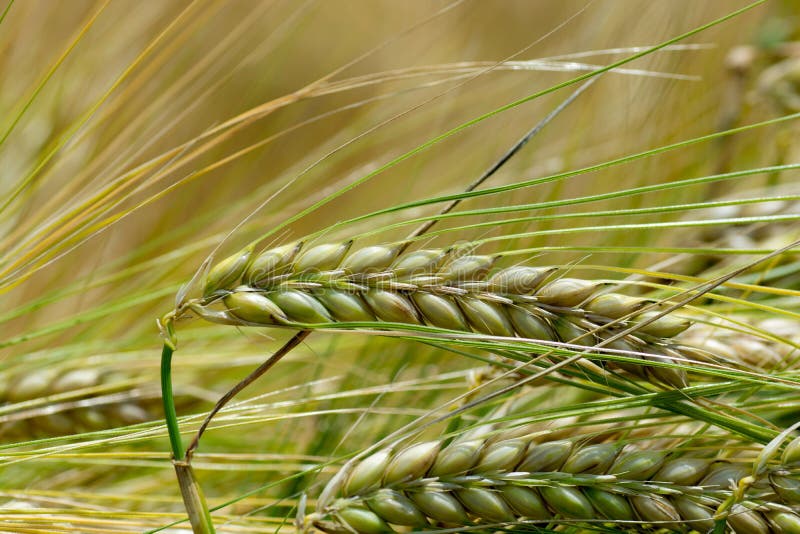 Closeup View of a Barley Plant Stock Image - Image of countryside ...