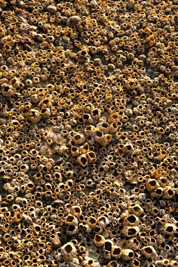 Barnacles on seashore stock photo. Image of shell, erosion - 11001052
