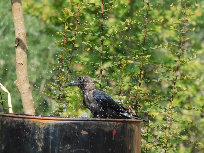 Closeup of Bathing Crow Stands Over the Water Tank Stock Image - Image ...