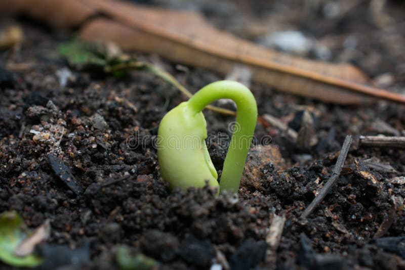 Closeup View of Bean Sprout Germination Stock Image - Image of ...
