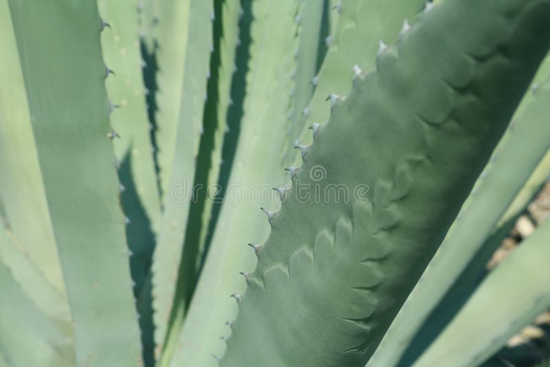 Closeup View of Beautiful Agave Leaves, Space for Text. Exotic Plant ...