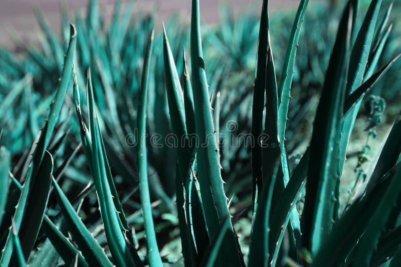 Closeup View of Beautiful Agave Plant Growing Outdoors Stock Photo ...
