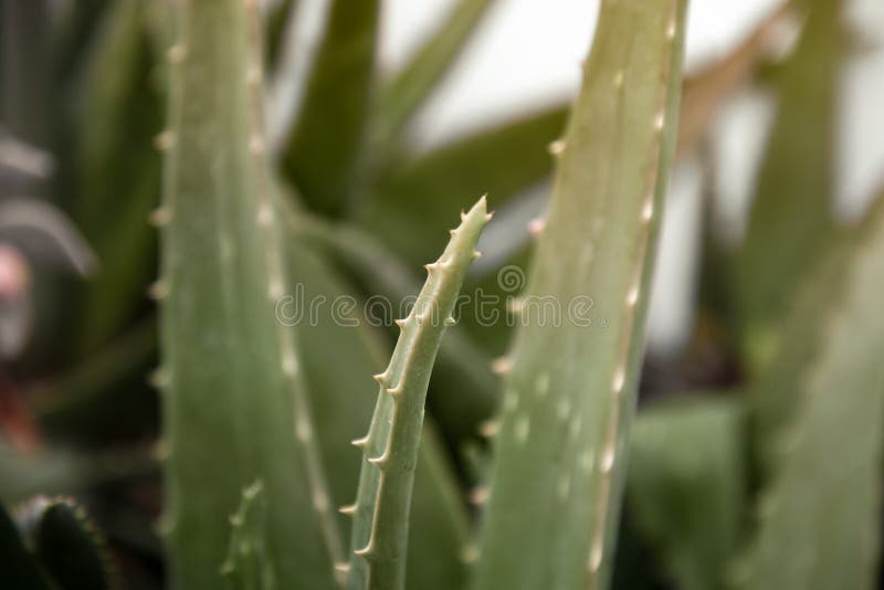Closeup View of Beautiful Aloe Vera Plant Growing Outdoors Stock Photo ...