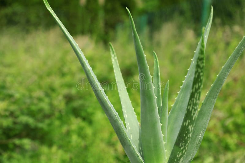 Closeup View of Beautiful Aloe Vera Plant Outdoors Stock Image - Image ...