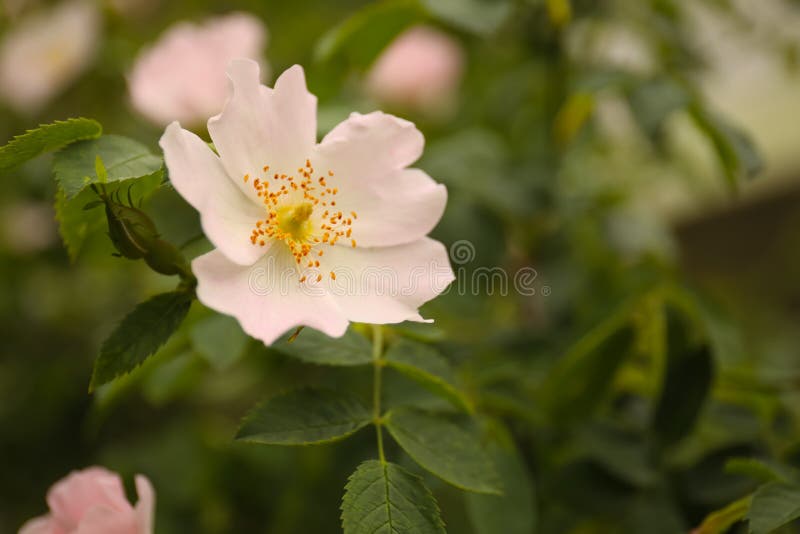Briar (dog-rose) closeup stock photo. Image of pestle - 73274654