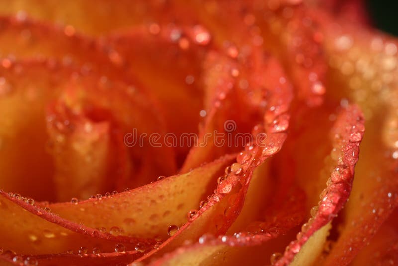 Closeup View of Beautiful Blooming Rose with Dew Drops As Background ...