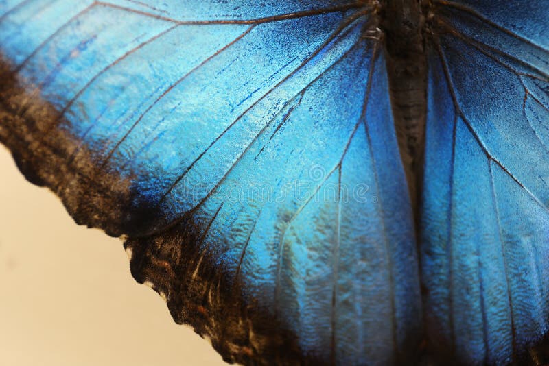 Closeup View of Blue Morpho Butterfly Stock Image - Image of harmony ...