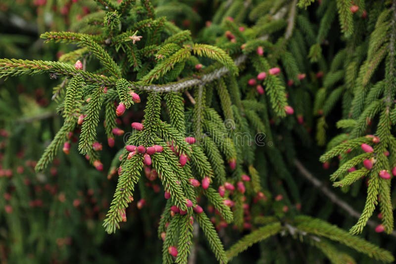 Closeup View of Beautiful Conifer Tree with Pink Cones Stock Image ...