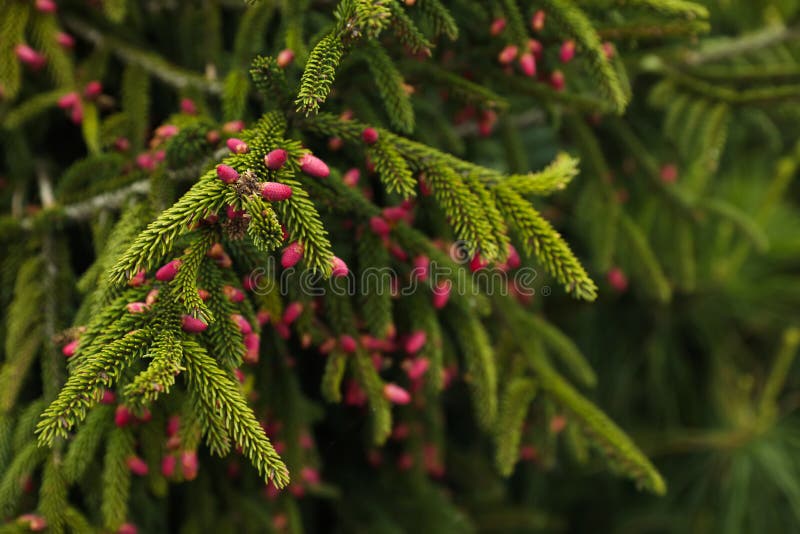 Closeup View of Beautiful Conifer Tree with Pink Cones Stock Photo ...