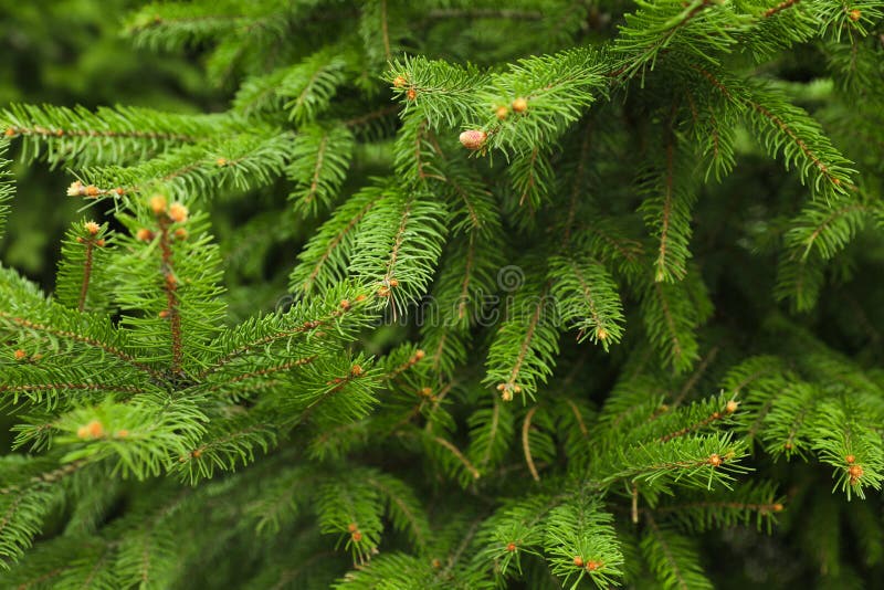 Closeup View of Beautiful Conifer Tree with Small Cones Stock Photo ...
