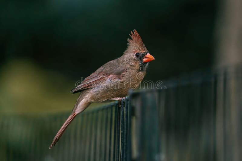 Closeup View of a Beautiful Desert Cardinal Stock Photo - Image of ...