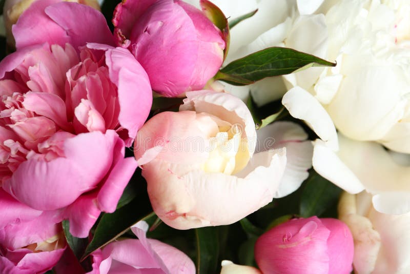 View of Beautiful Fragrant Peony Flowers Stock Photo - Image of ...