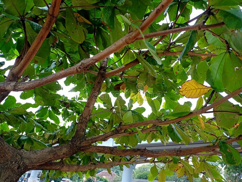 Closeup View of Beautiful Nature Fresh Tree Branches with Leafs Stock ...