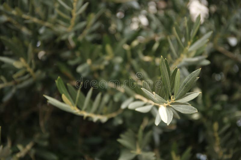 Closeup View of Beautiful Olive Tree with Green Leaves Outdoors Stock ...
