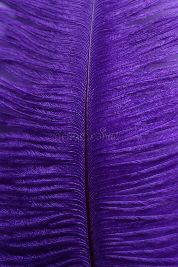 Closeup View of Beautiful Purple Feather As Background Stock Image ...