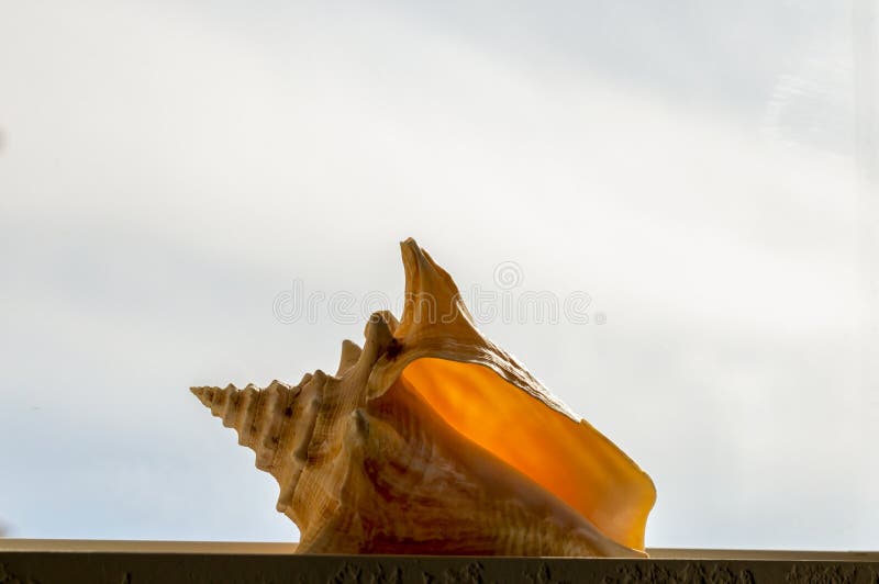 Closeup View of a Beautiful Seashell Stock Image - Image of coast ...