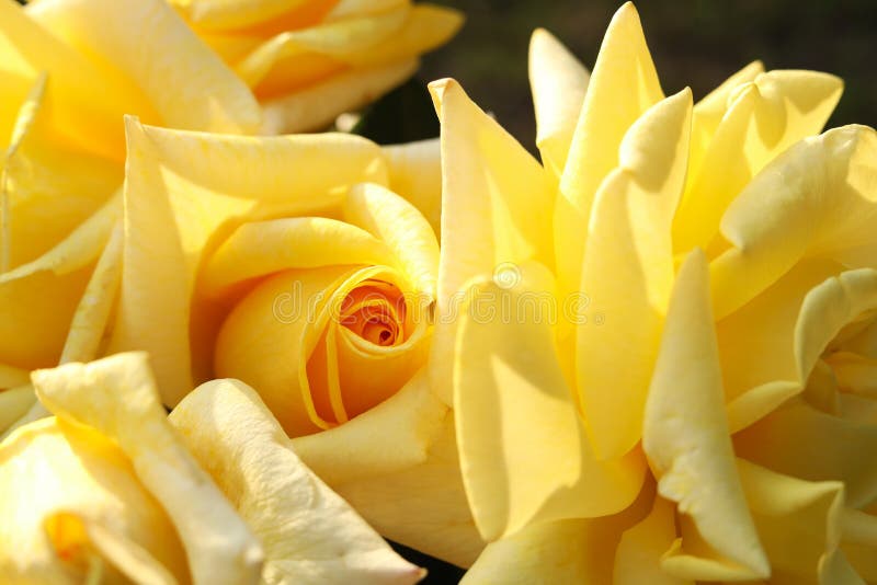 Closeup View of Beautiful Yellow Roses Outdoors Stock Photo - Image of ...