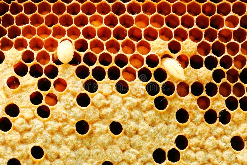 Bee Hive, the real thing stock image. Image of nestnest - 7856093