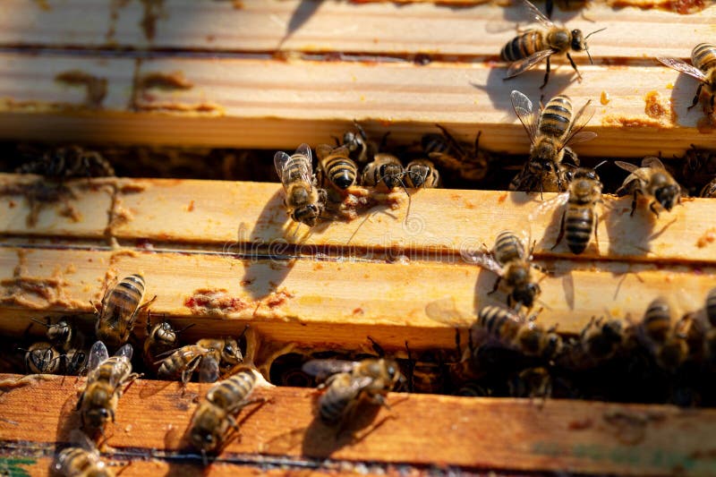 The Busy Bees are Hard at Work in Their Vibrant and Bustling Hive ...