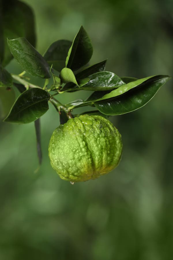 Closeup View of Bergamot Tree with Fruit Outdoors Stock Photo - Image ...