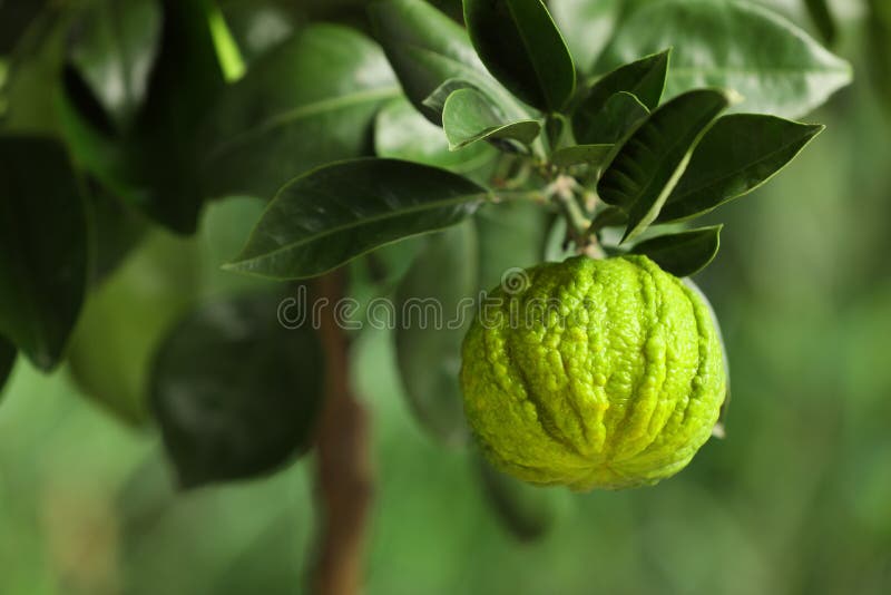 Closeup View of Bergamot Tree with Fruit Outdoors Stock Image - Image ...