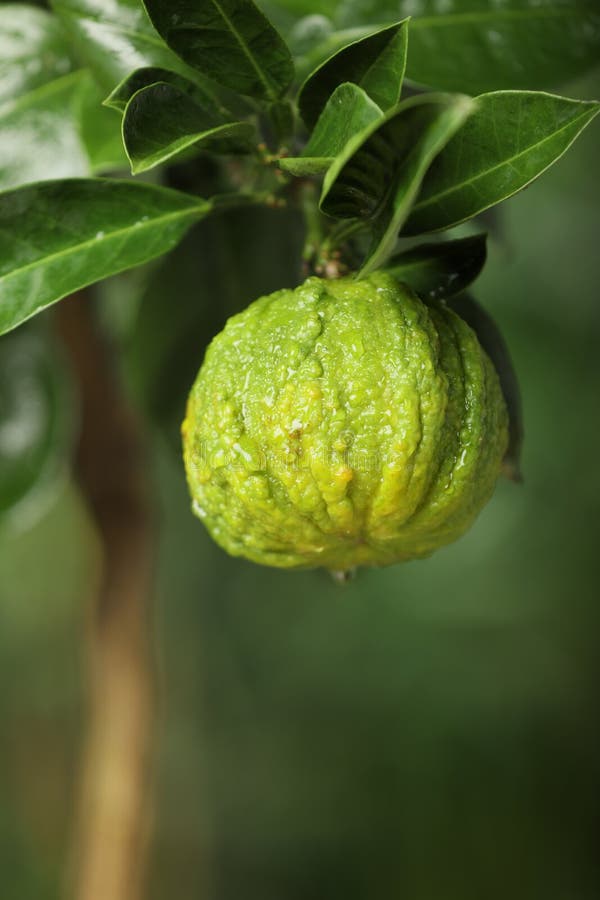 Closeup View of Bergamot Tree with Fruit Stock Image - Image of flavor ...