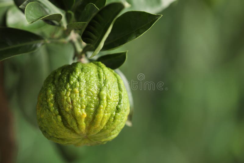Closeup View of Bergamot Tree with Fruit Outdoors Stock Photo - Image ...