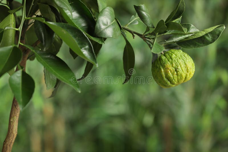 Closeup View of Bergamot Tree with Fruit Outdoors Stock Image - Image ...