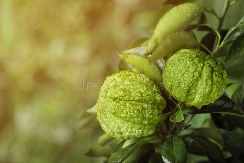 Closeup View of Bergamot Tree with Fruits Outdoors Stock Photo - Image ...