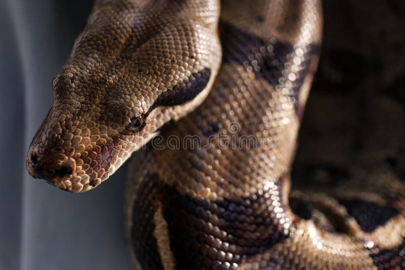 View of Big Brown Boa Constrictor Stock Photo - Image of scary ...